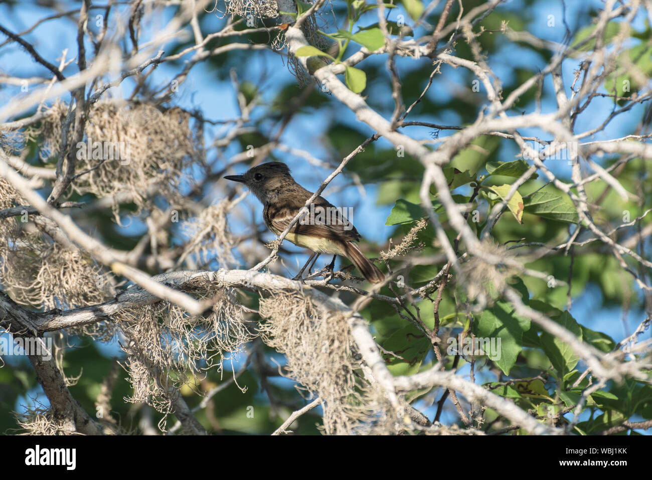 Large billed flycatcher -Fotos und -Bildmaterial in hoher Auflösung – Alamy