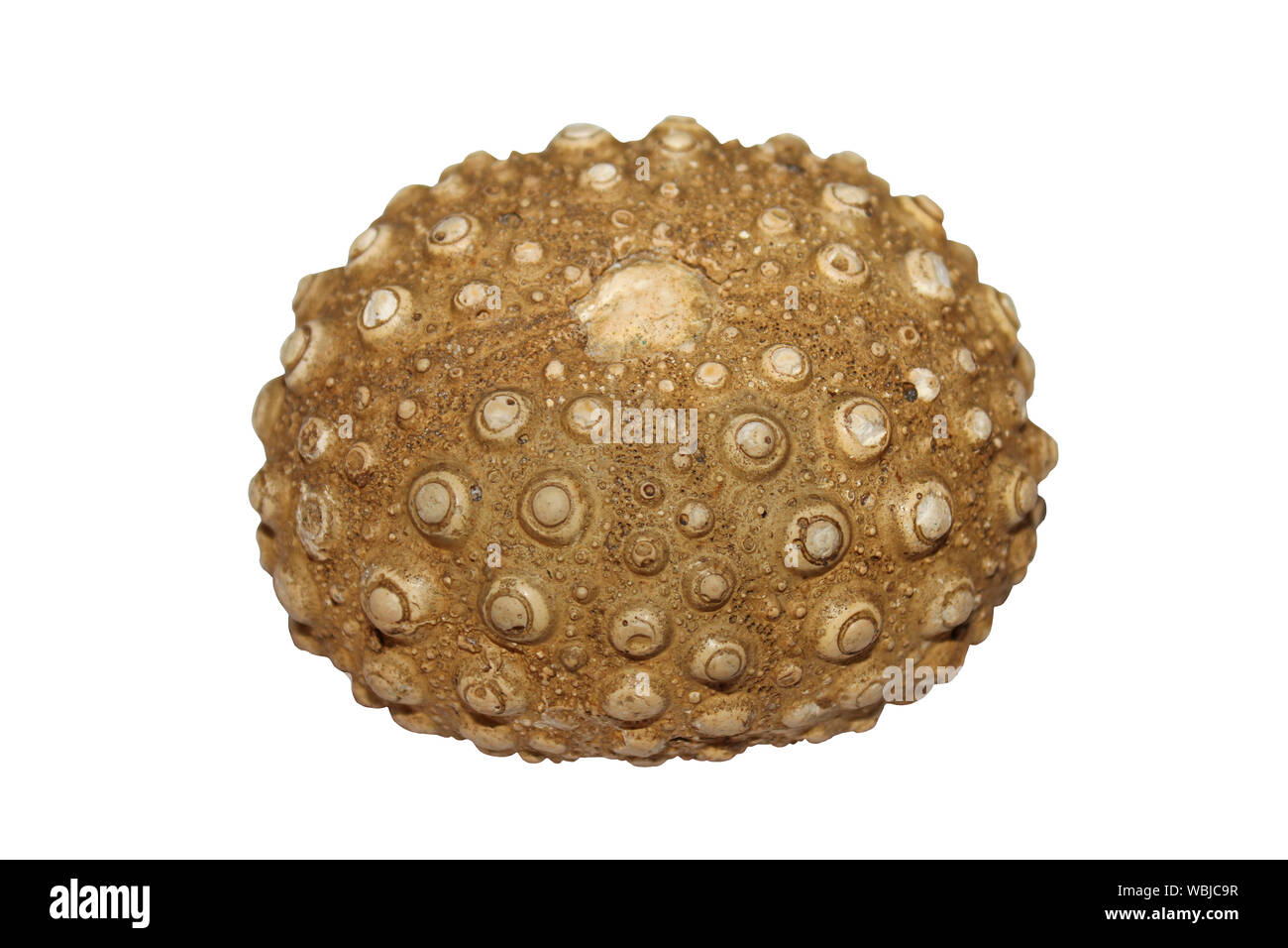 Fossilien von seeigeln -Fotos und -Bildmaterial in hoher Auflösung – Alamy