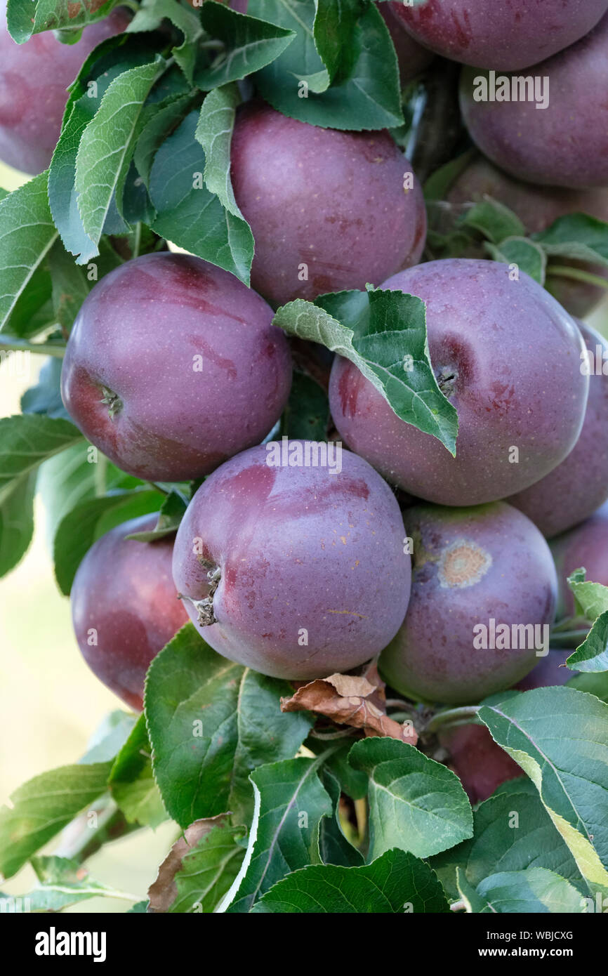 Close-up von Blue Moon Columnar Apple Tree Äpfel: Starline 'Blue Moon ...
