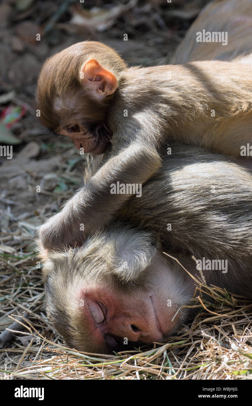 Affen soziale grooming -Fotos und -Bildmaterial in hoher Auflösung – Alamy