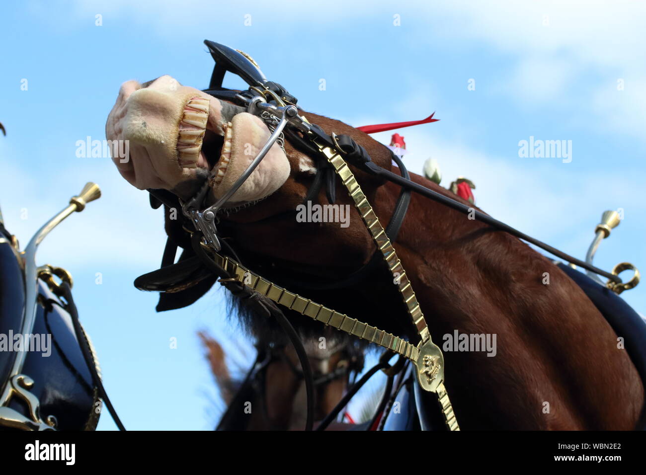 Pferd leiden -Fotos und -Bildmaterial in hoher Auflösung – Alamy