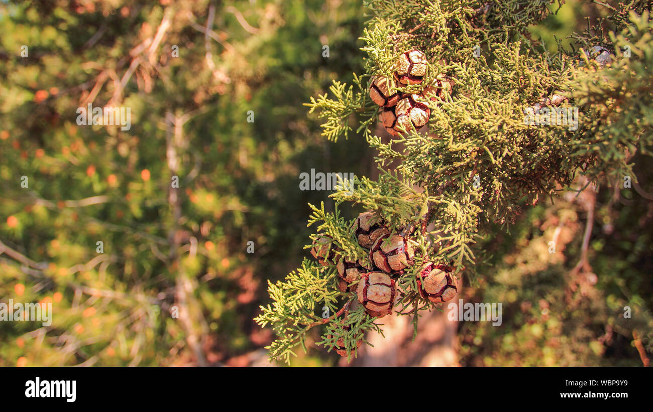 Thuja Tree Stockfotos und -bilder Kaufen - Alamy