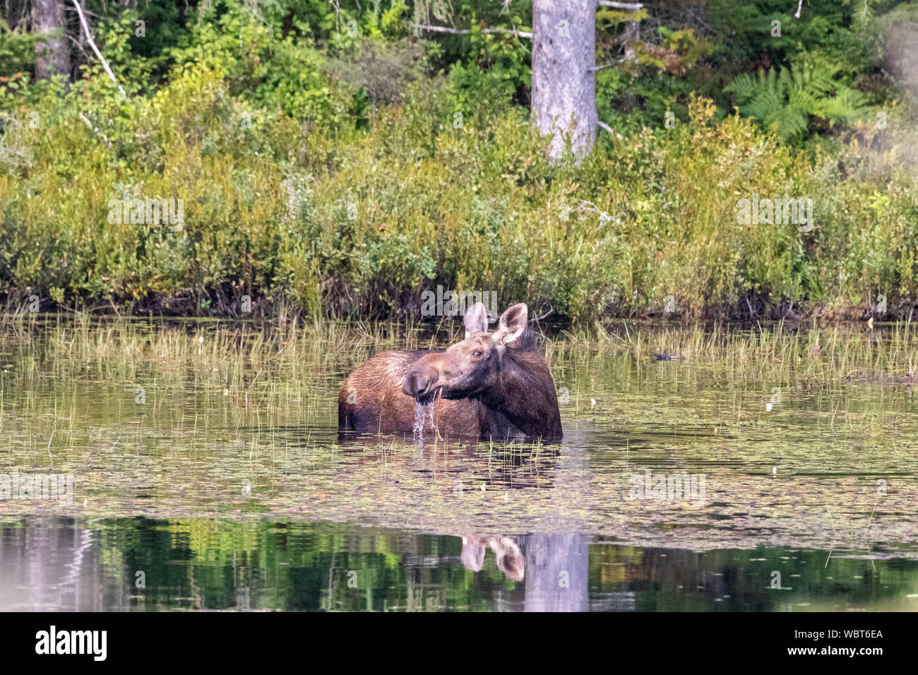 Kanadische elche im algonquin park -Fotos und -Bildmaterial in hoher ...