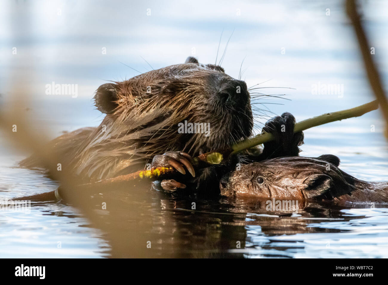 Biber baby -Fotos und -Bildmaterial in hoher Auflösung – Alamy