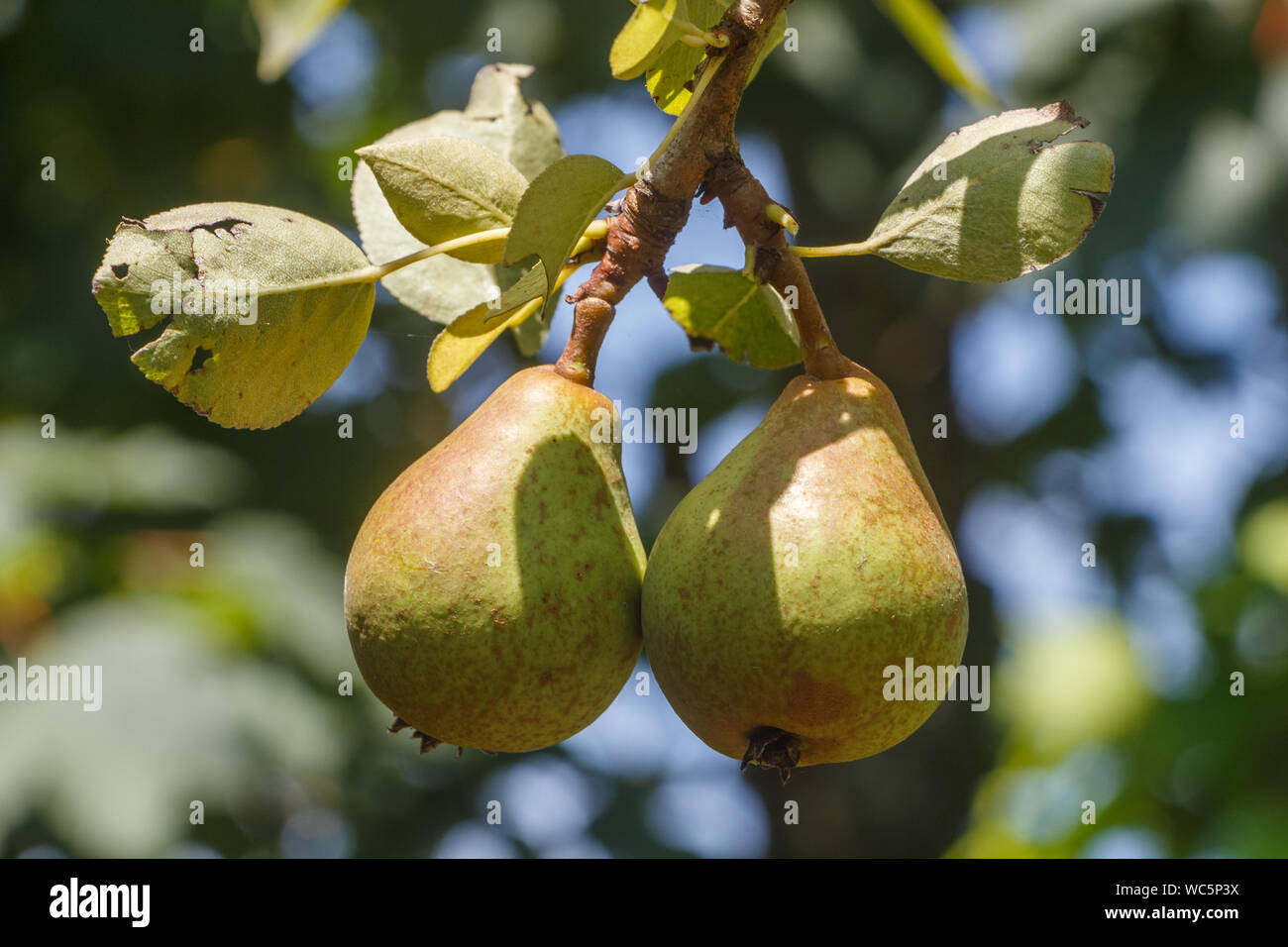A pear tree -Fotos und -Bildmaterial in hoher Auflösung – Alamy