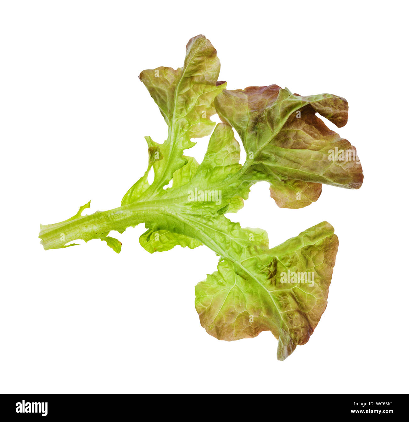 Roteiche blatt ausschnitt -Fotos und -Bildmaterial in hoher Auflösung ...