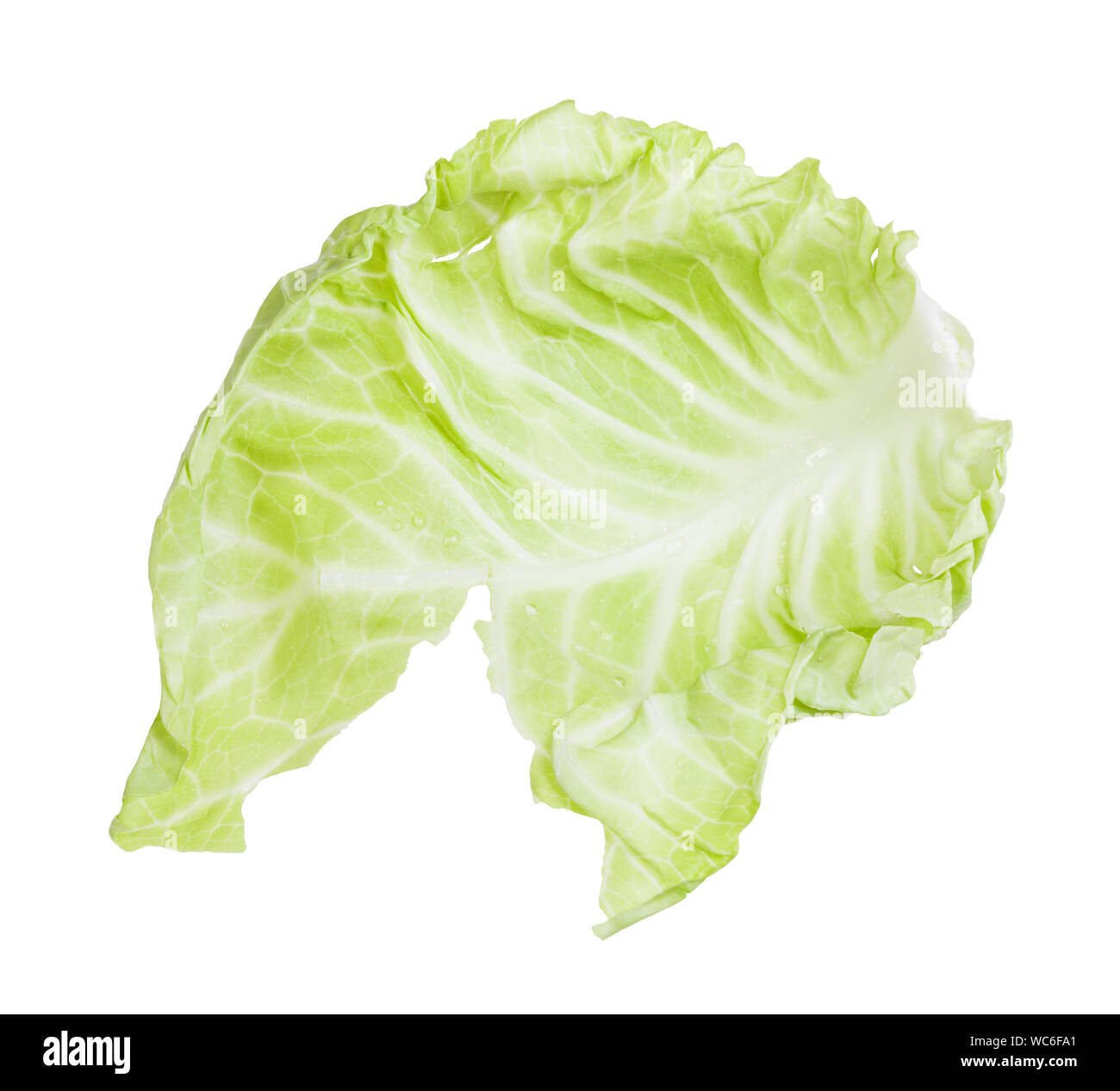 Dutch cabbage -Fotos und -Bildmaterial in hoher Auflösung – Alamy