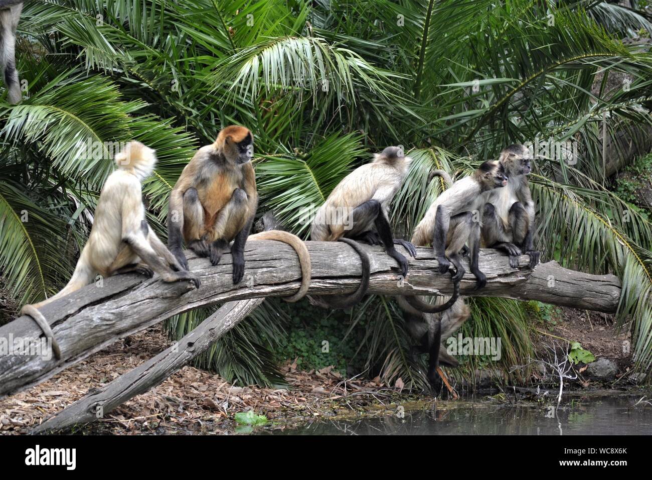 5 Affchen Sitzen Auf Dem Baum