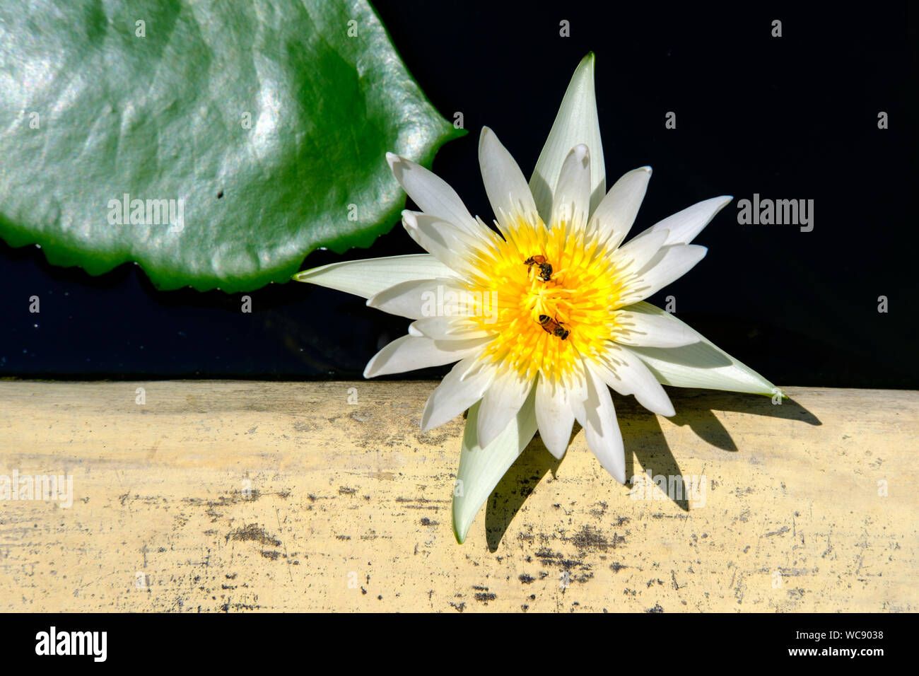 The white lotus -Fotos und -Bildmaterial in hoher Auflösung – Alamy