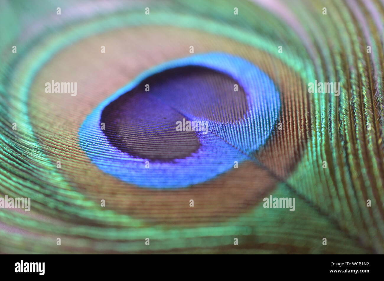 Peacock feather frame -Fotos und -Bildmaterial in hoher Auflösung – Alamy