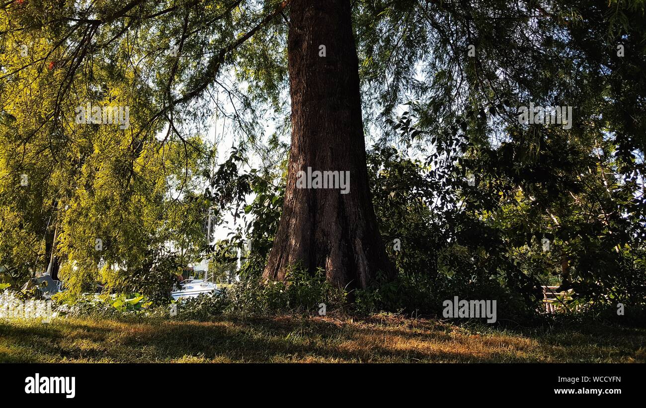 Tree grove -Fotos und -Bildmaterial in hoher Auflösung – Alamy