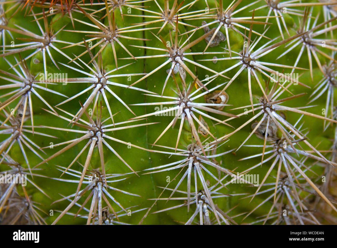 Sukkulente stachel -Fotos und -Bildmaterial in hoher Auflösung – Alamy