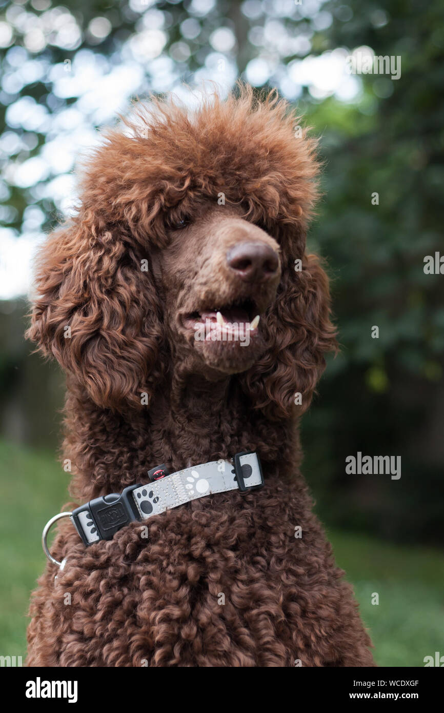 Brown poodle -Fotos und -Bildmaterial in hoher Auflösung – Alamy