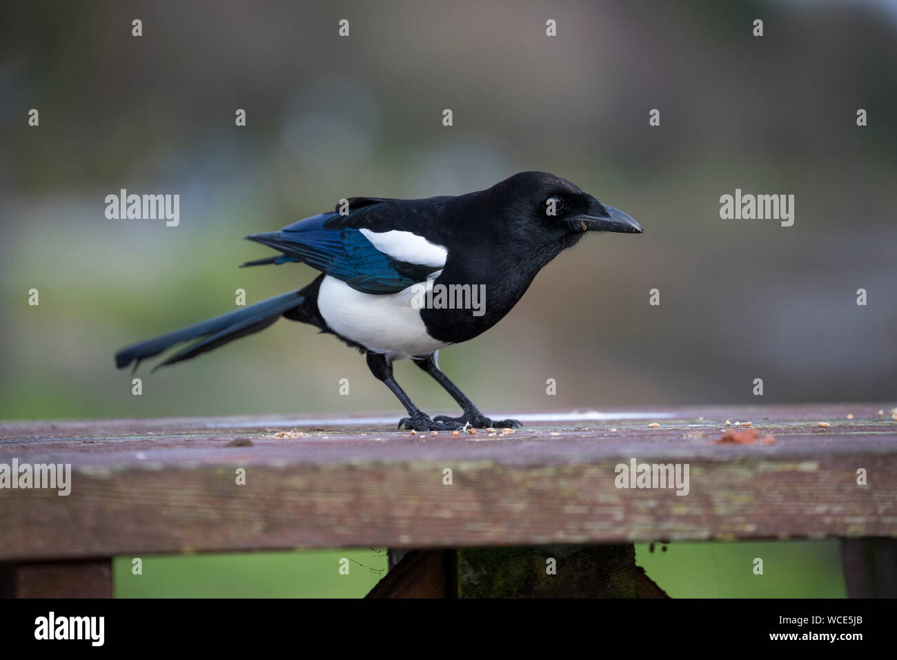 Elster mit essen -Fotos und -Bildmaterial in hoher Auflösung – Alamy