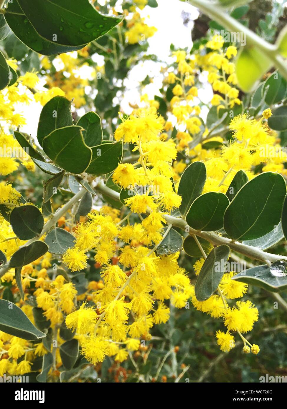 Gelbe akazie -Fotos und -Bildmaterial in hoher Auflösung – Alamy