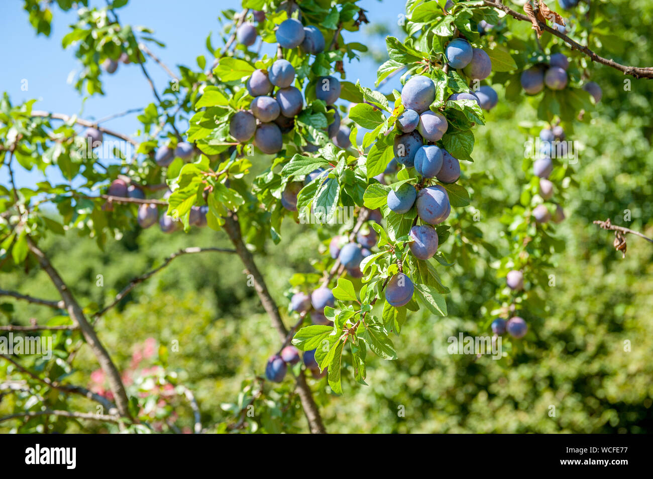 Damson plum tree -Fotos und -Bildmaterial in hoher Auflösung – Alamy
