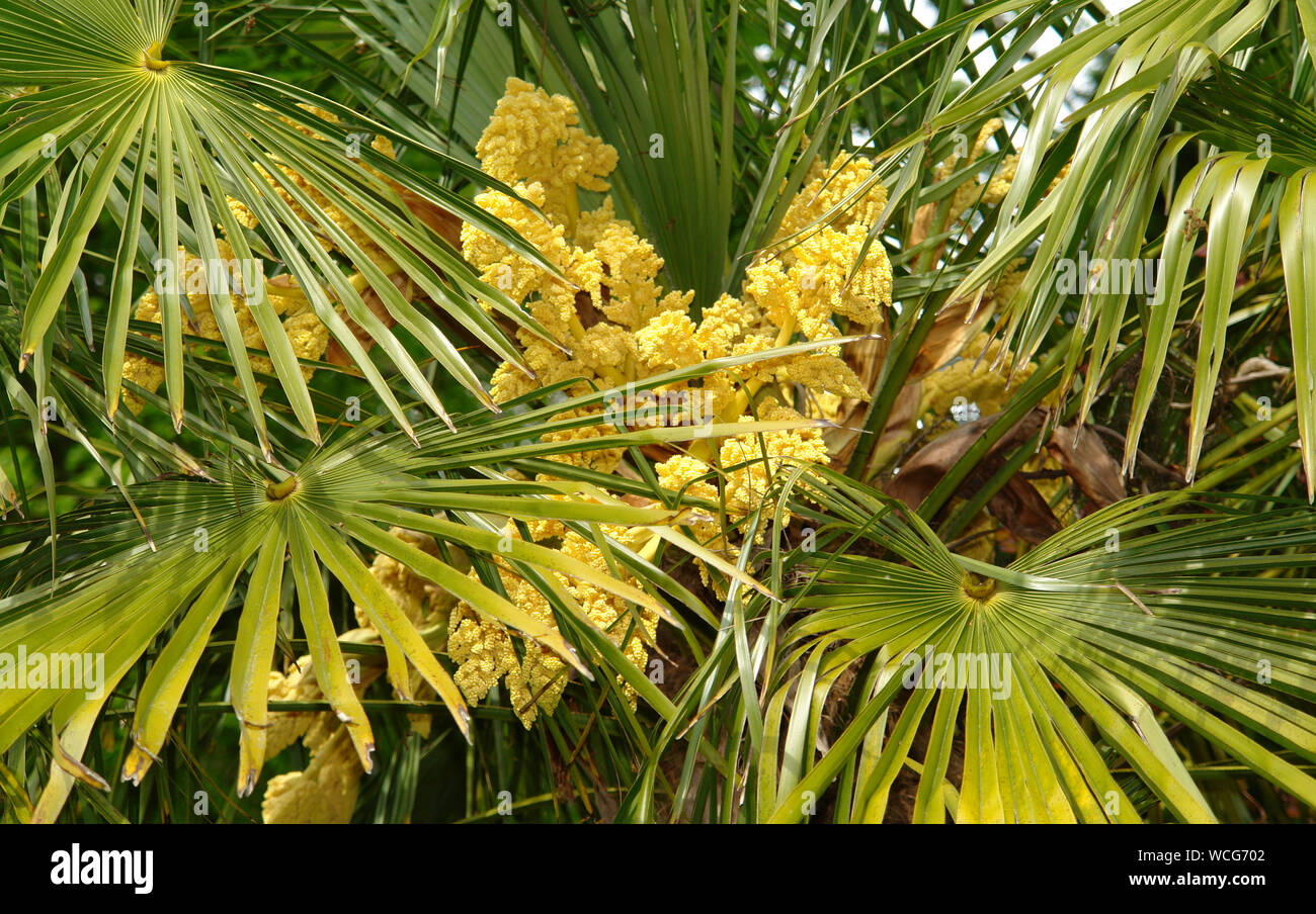 Irland palm -Fotos und -Bildmaterial in hoher Auflösung – Alamy