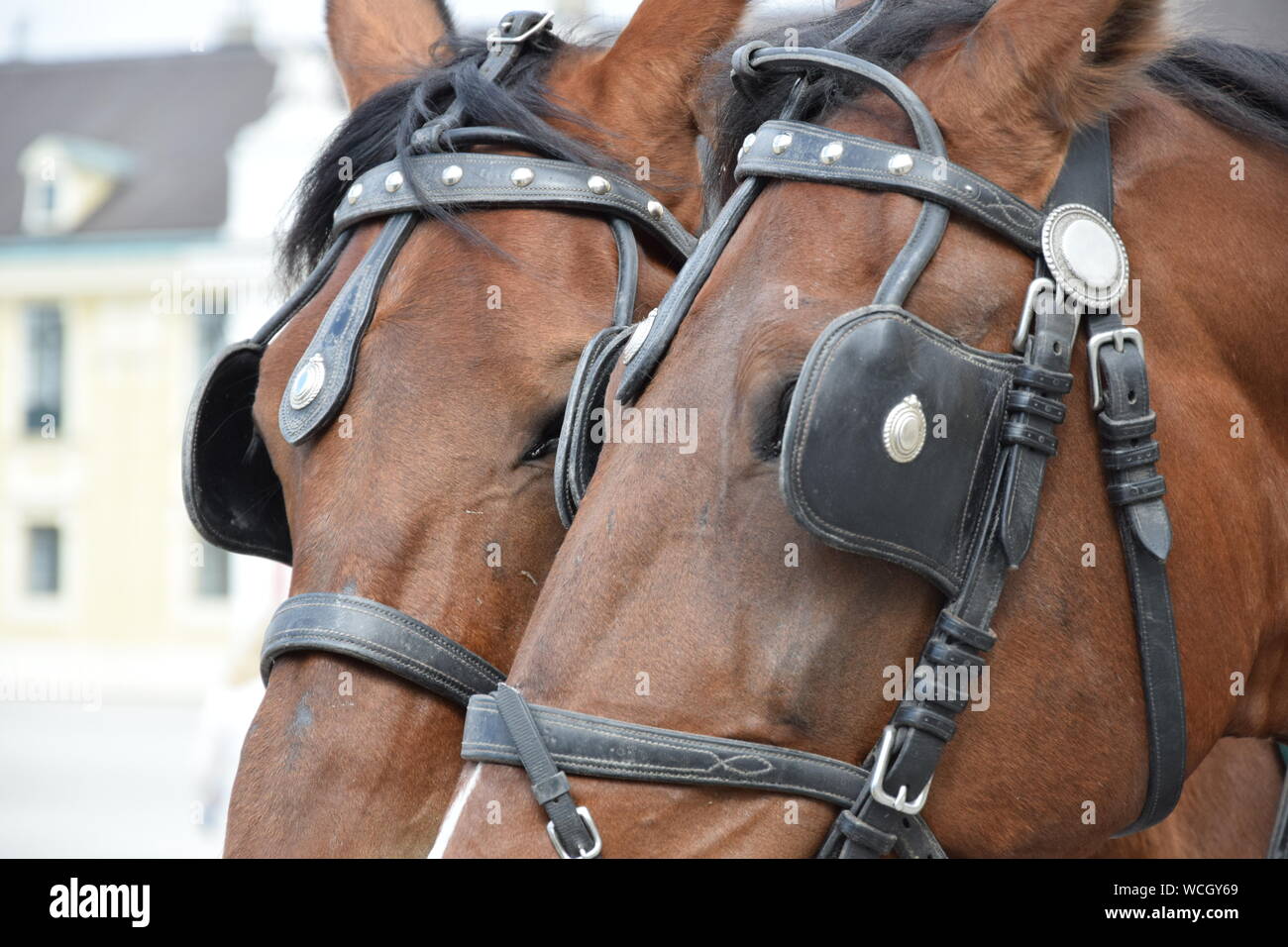 Die scheuklappen -Fotos und -Bildmaterial in hoher Auflösung – Alamy