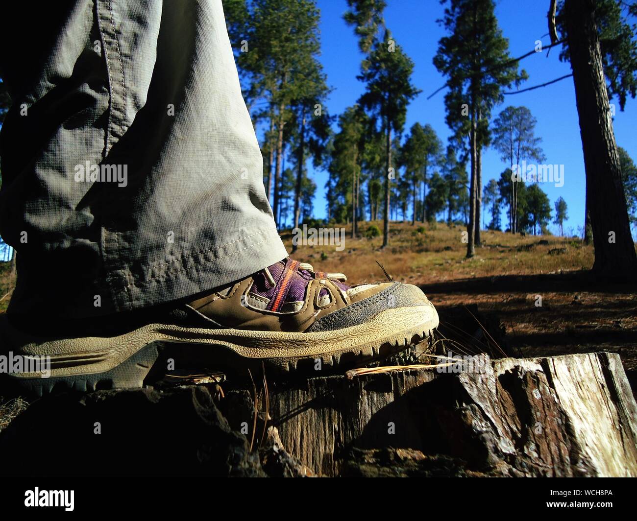 Bein Stumpf Stockfotos und -bilder Kaufen - Alamy
