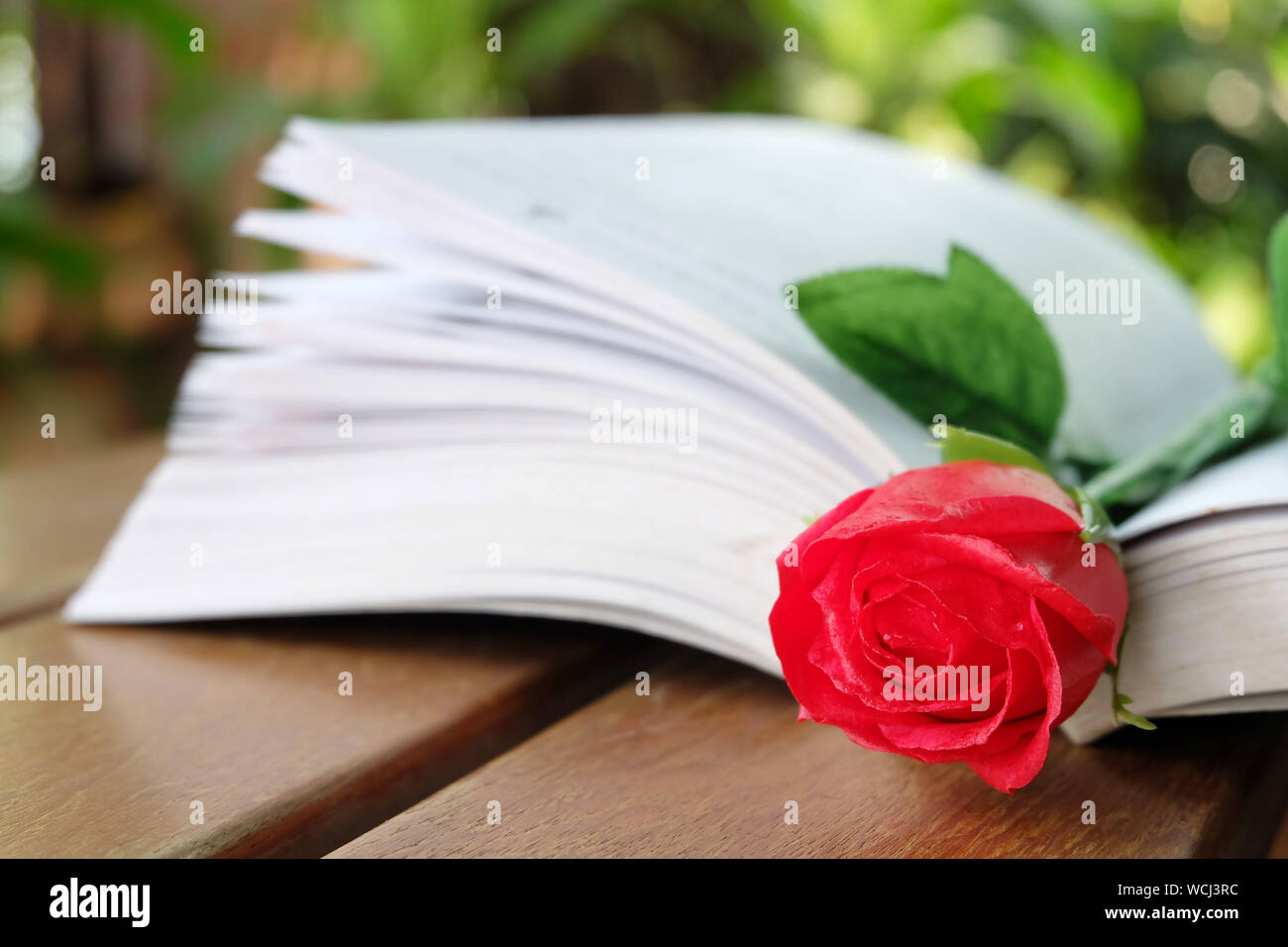 Book rose -Fotos und -Bildmaterial in hoher Auflösung - Seite 2 - Alamy