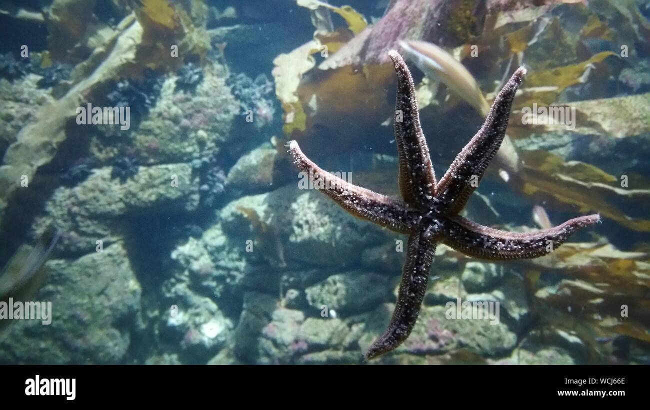 Seestern Unter Wasser Schwimmen Stockfotos und -bilder Kaufen - Alamy