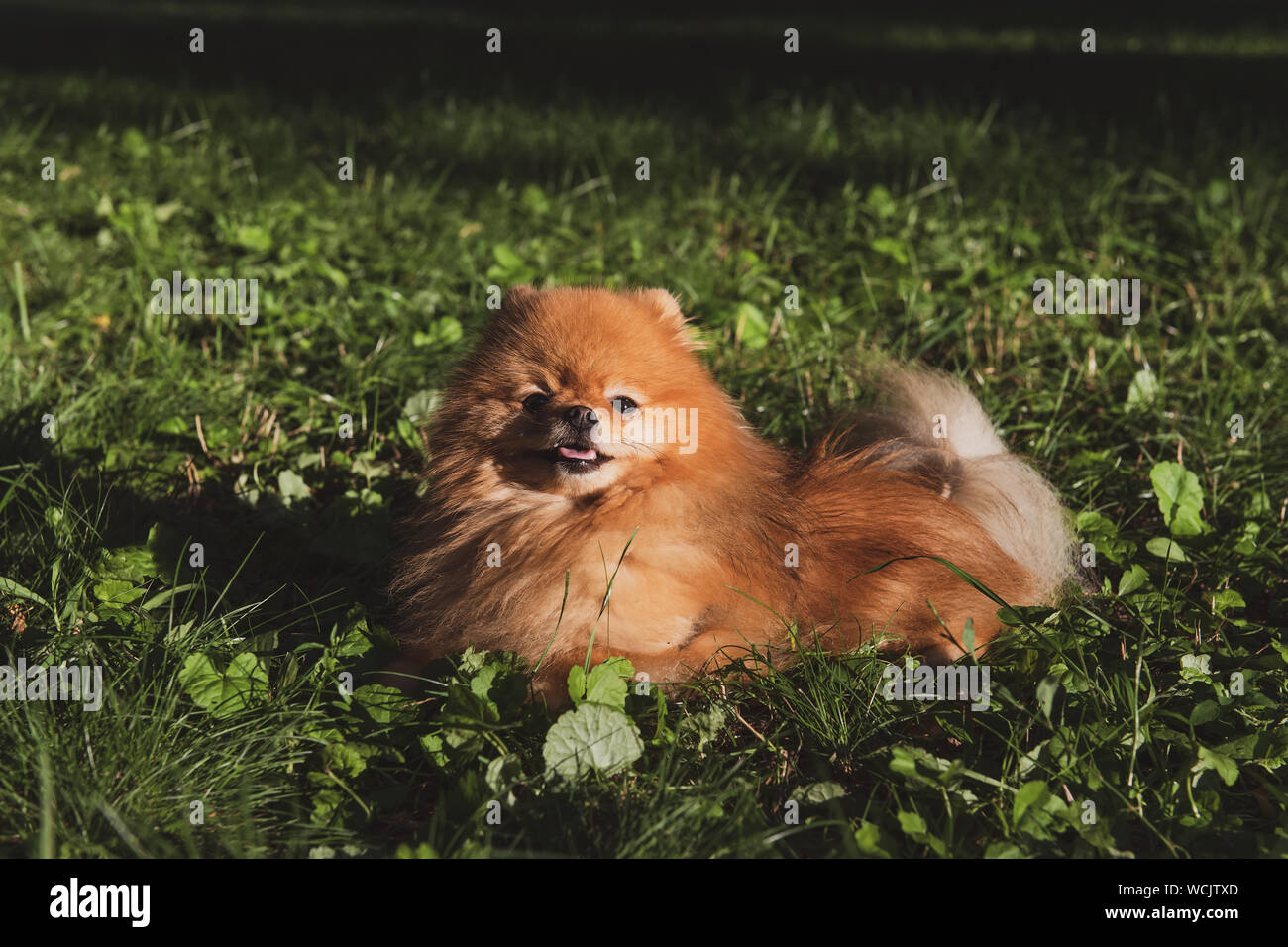 Kleiner spitz -Fotos und -Bildmaterial in hoher Auflösung – Alamy