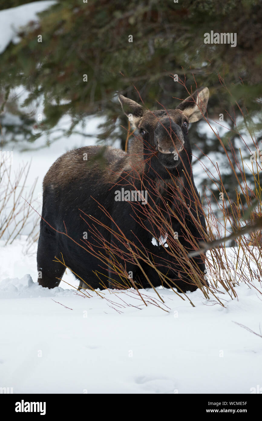 Lustige elche -Fotos und -Bildmaterial in hoher Auflösung – Alamy