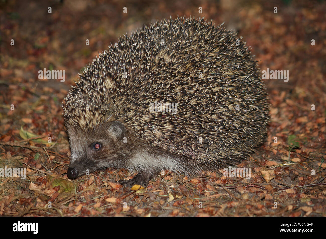 Igel im wald -Fotos und -Bildmaterial in hoher Auflösung – Alamy
