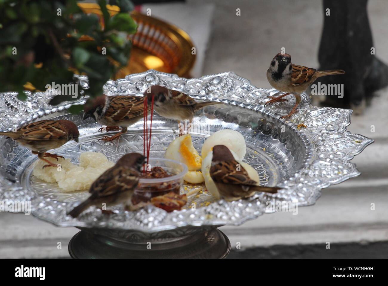 Spatzen Ei Stockfotos und -bilder Kaufen - Alamy