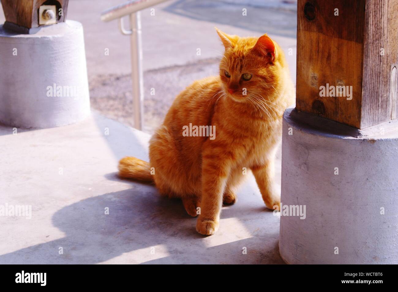 Sitzende katze -Fotos und -Bildmaterial in hoher Auflösung – Alamy
