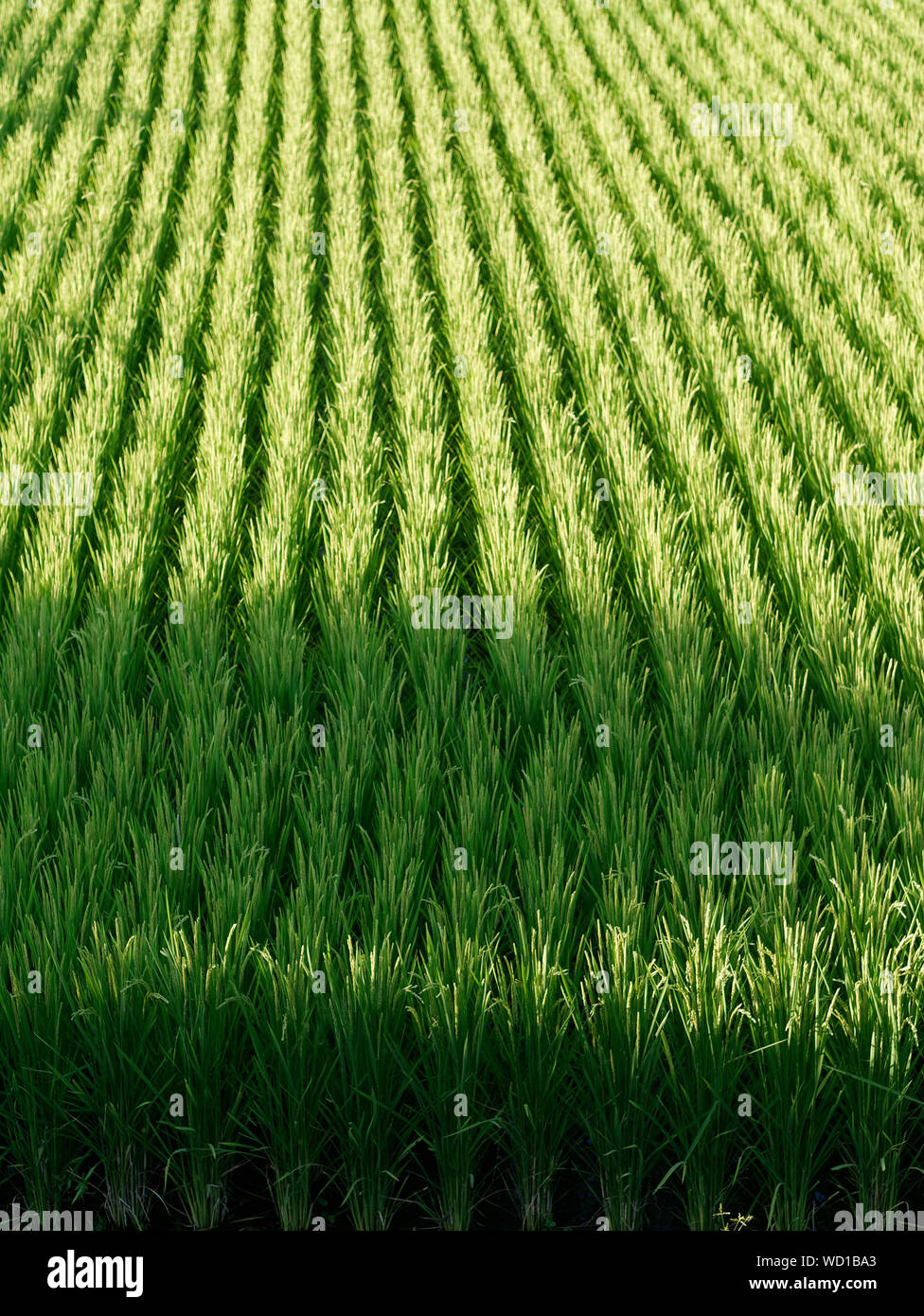 Rice field in japan -Fotos und -Bildmaterial in hoher Auflösung – Alamy