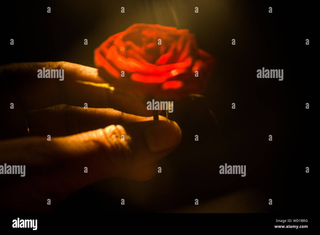Rote rose in der hand halten -Fotos und -Bildmaterial in hoher ...