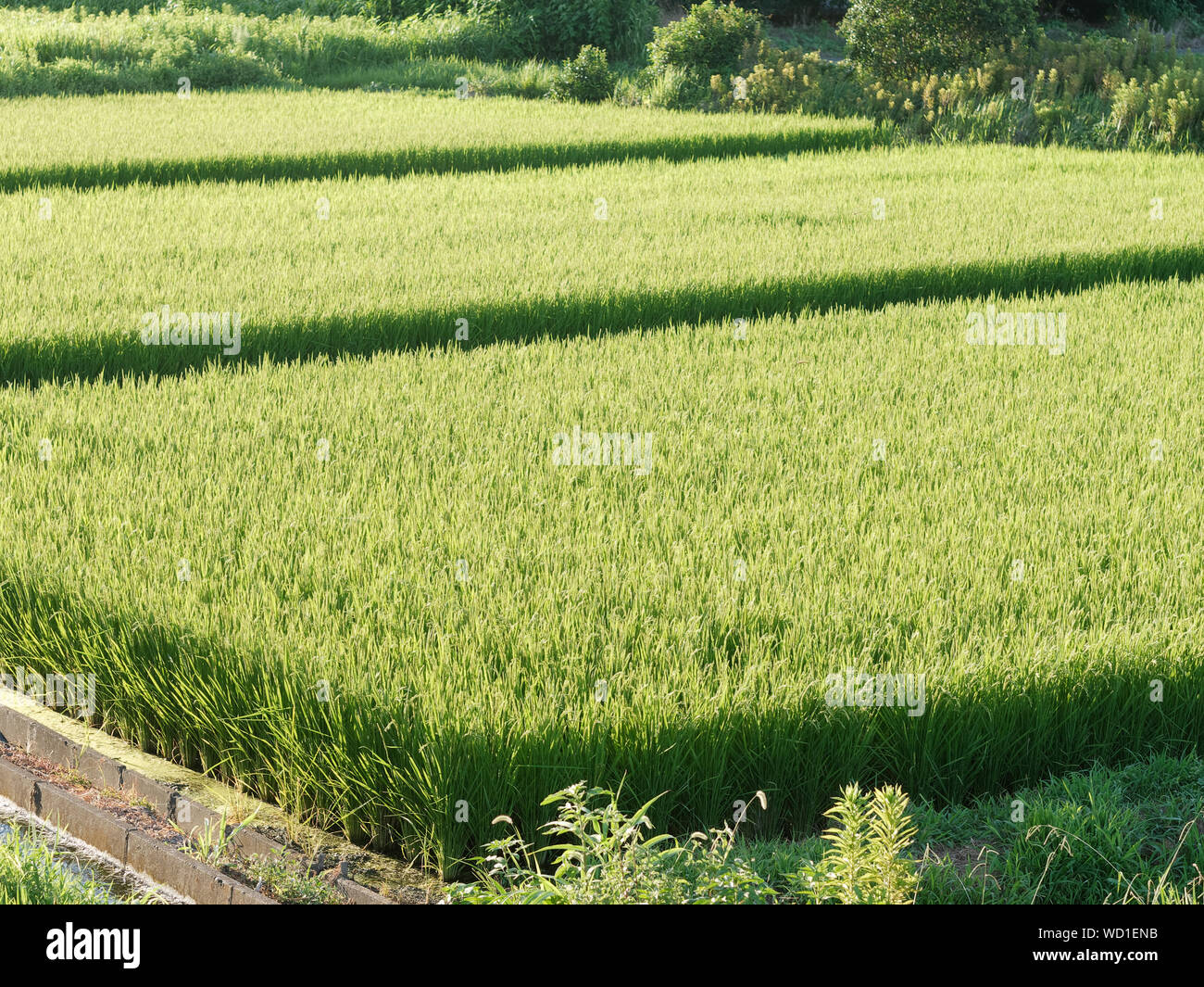 Rice field in japan -Fotos und -Bildmaterial in hoher Auflösung – Alamy