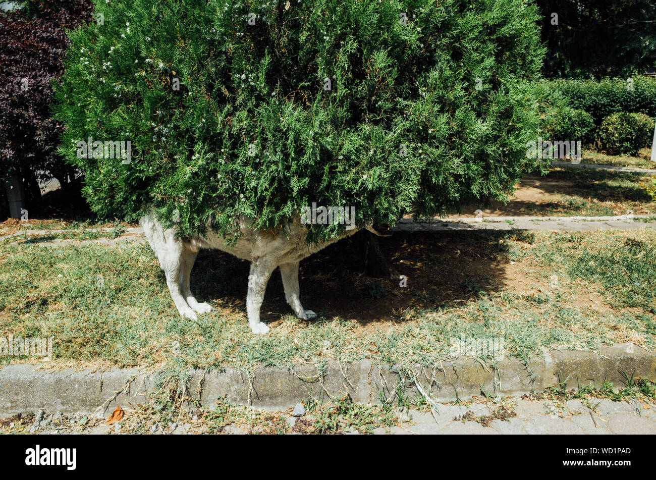 Versteckt sich im schatten -Fotos und -Bildmaterial in hoher Auflösung ...