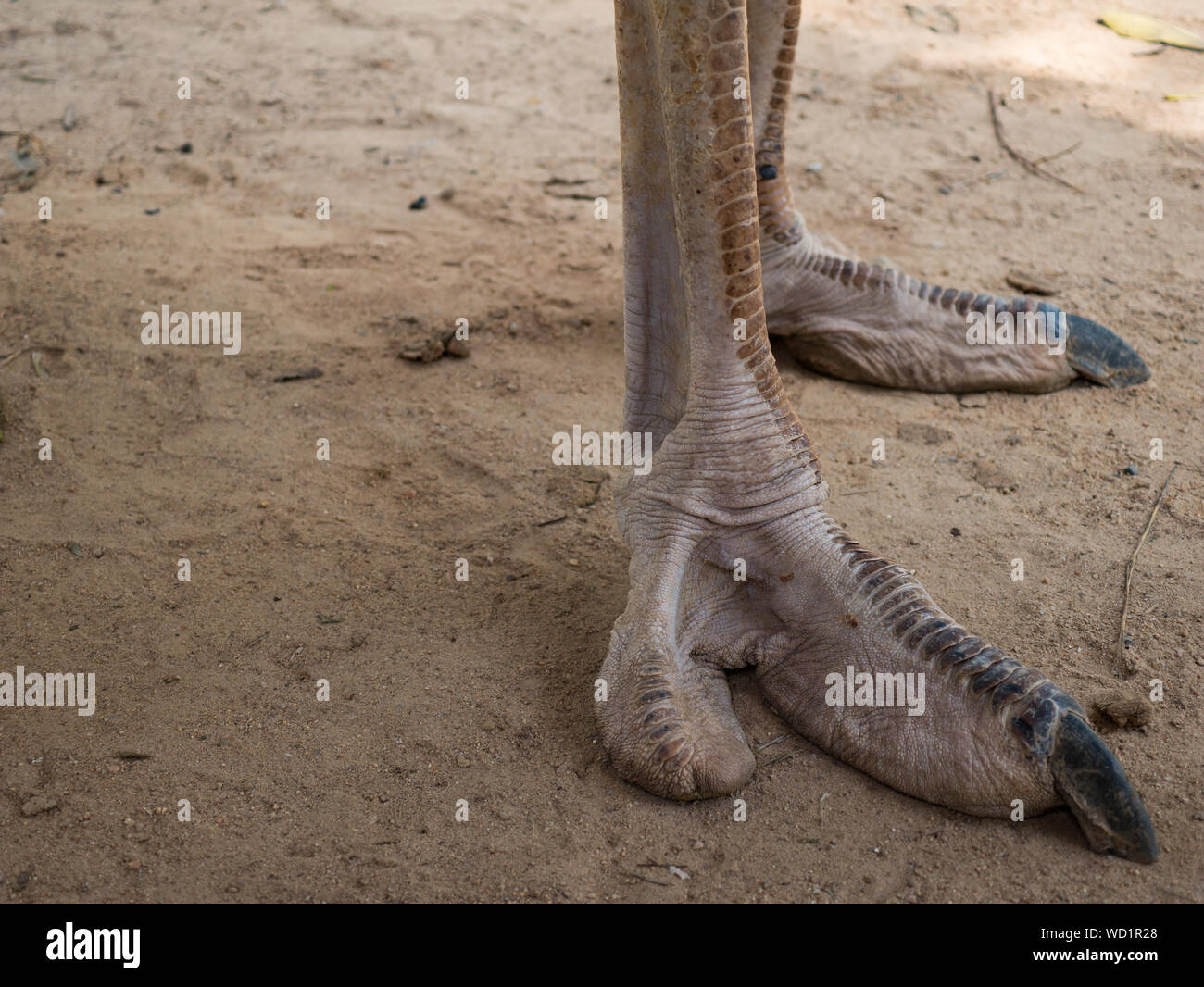 Straußen bein -Fotos und -Bildmaterial in hoher Auflösung – Alamy