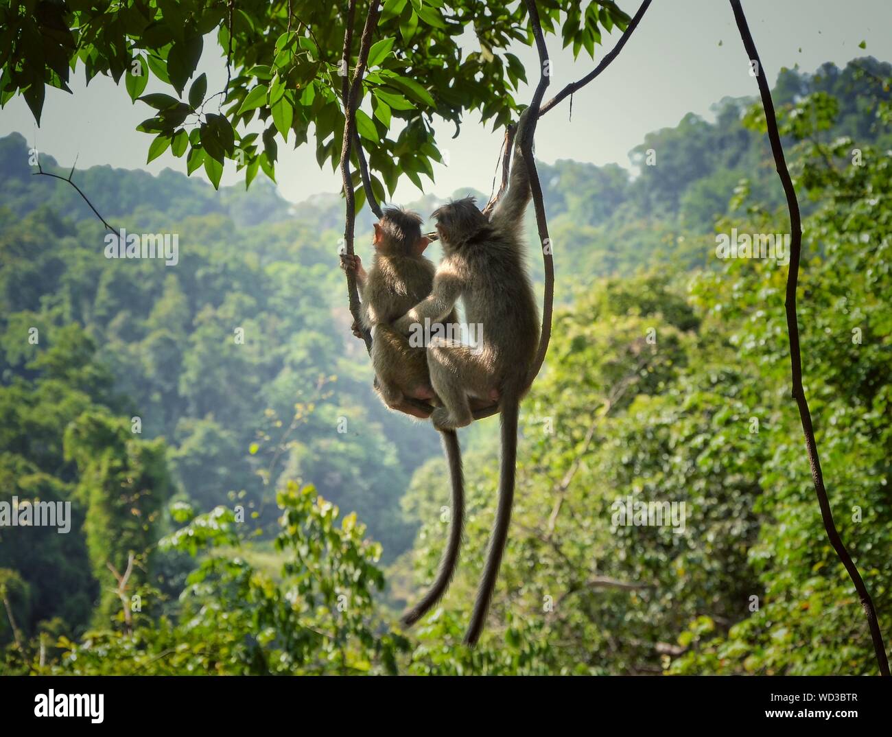 Affe auf baum -Fotos und -Bildmaterial in hoher Auflösung – Alamy