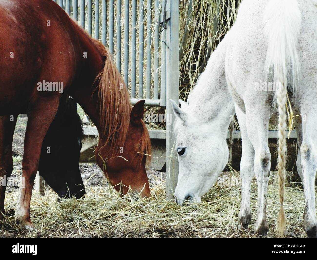 Zwei pferde stehen nebeneinander -Fotos und -Bildmaterial in hoher ...