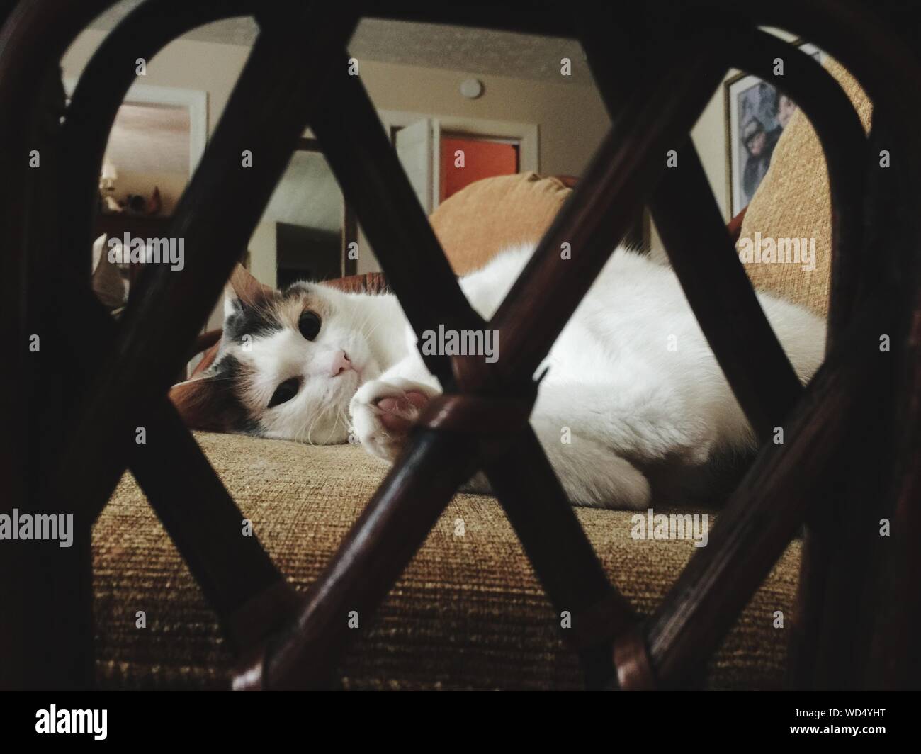 Katze auf dem sofa arm -Fotos und -Bildmaterial in hoher Auflösung – Alamy