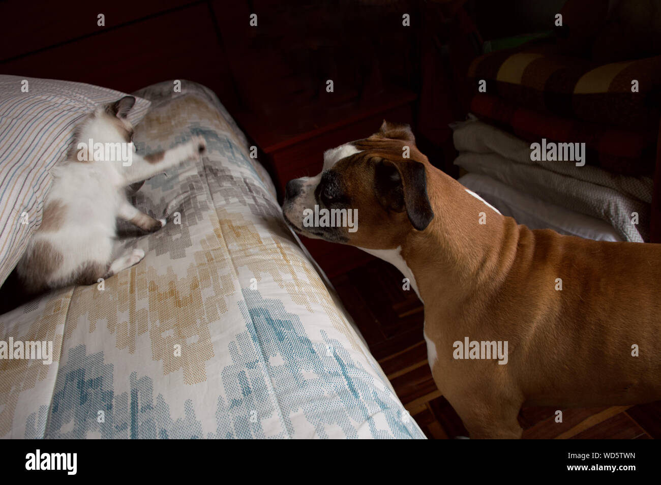 Familia perro gato -Fotos und -Bildmaterial in hoher Auflösung – Alamy