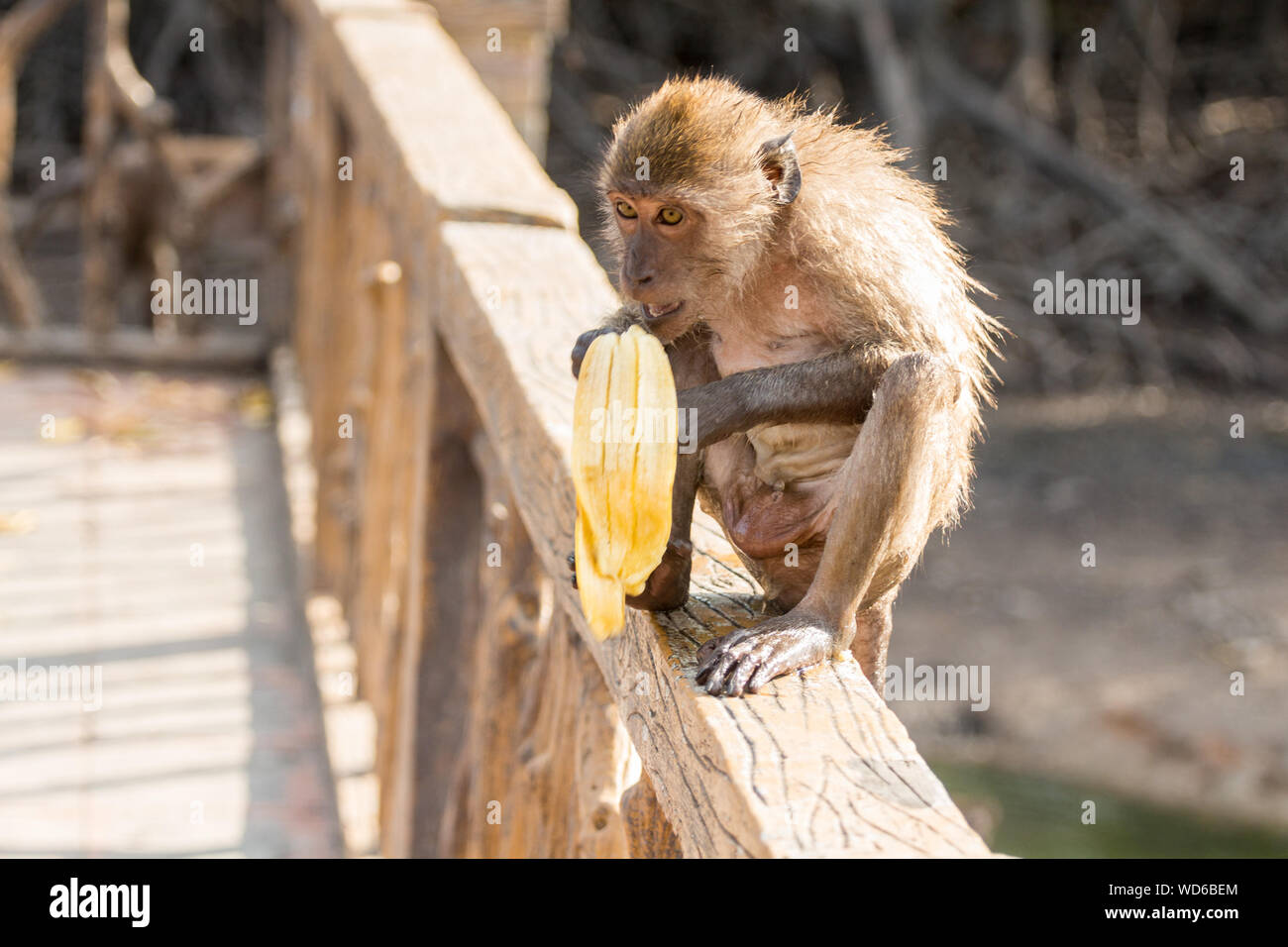 Thailand affe banane -Fotos und -Bildmaterial in hoher Auflösung – Alamy
