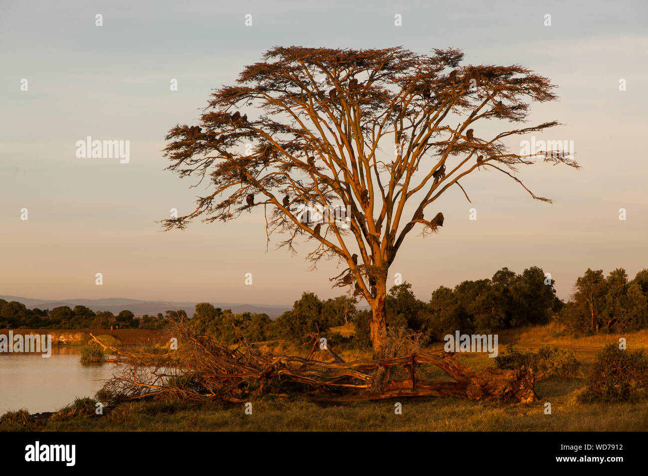 Menschen und paviane -Fotos und -Bildmaterial in hoher Auflösung – Alamy