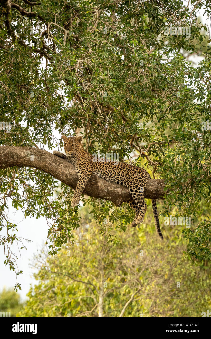 Weibliche Leopard (Panthera pardus) im Baum am Nachmittag in der Masai ...