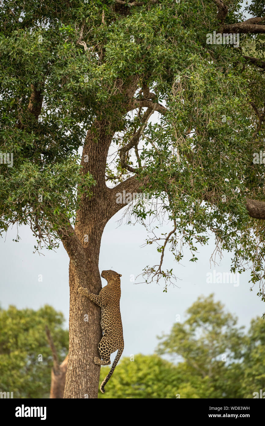 Weibliche Leopard (Panthera pardus) Abstieg vertikale Baumstamm und ...