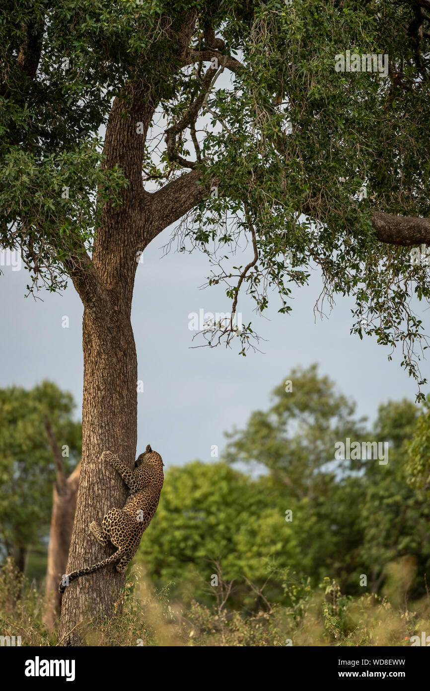 Weibliche Leopard (Panthera pardus) Abstieg vertikale Baumstamm und ...