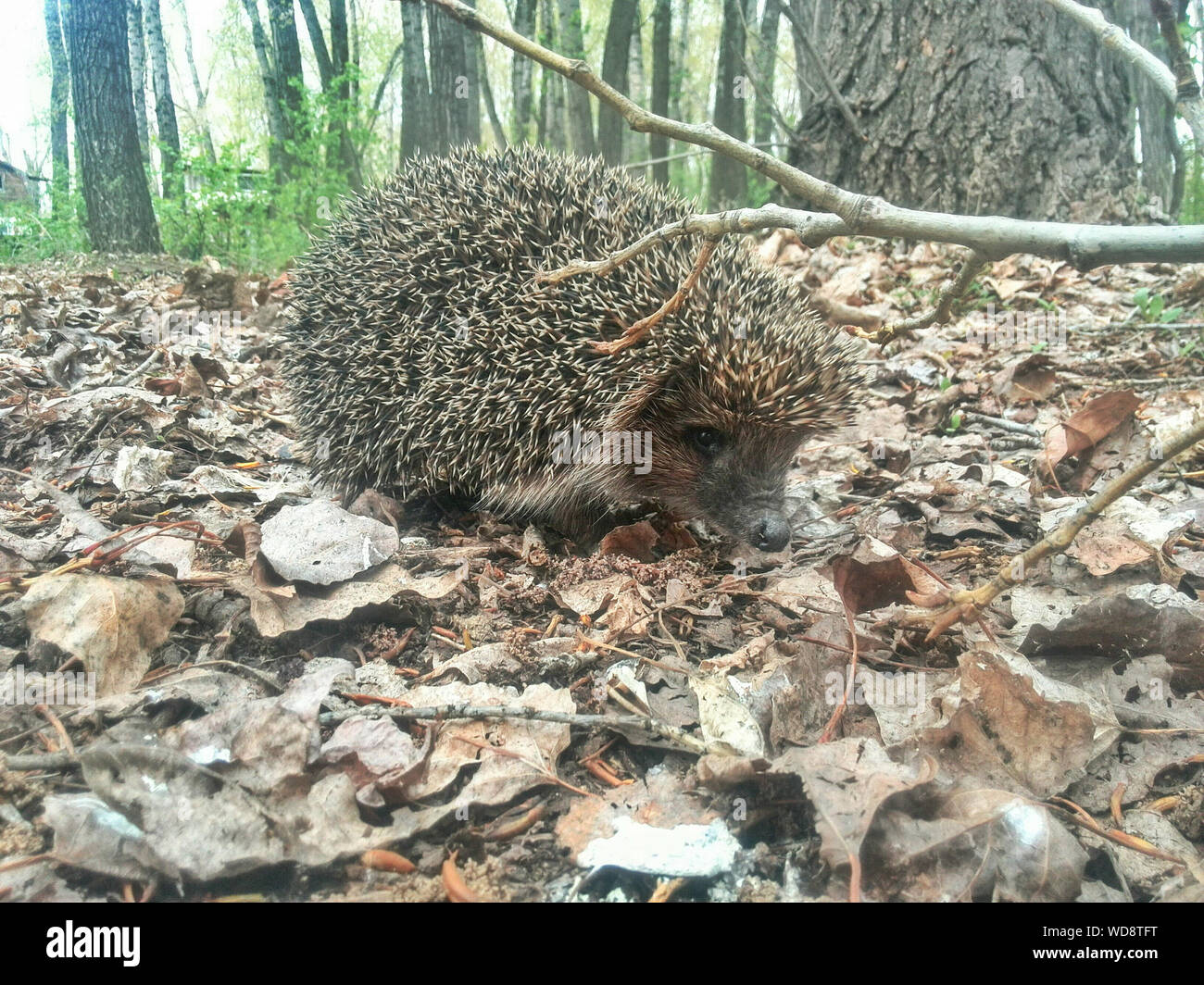 Igel Im Wald Stockfotos und -bilder Kaufen - Alamy