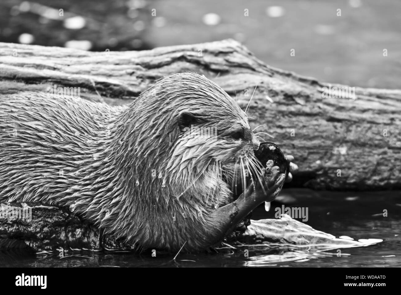 Otter hautnah -Fotos und -Bildmaterial in hoher Auflösung – Alamy