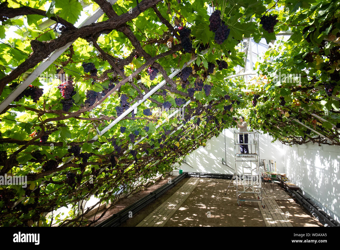 Hampton court weinrebe hampton court palace -Fotos und -Bildmaterial in ...