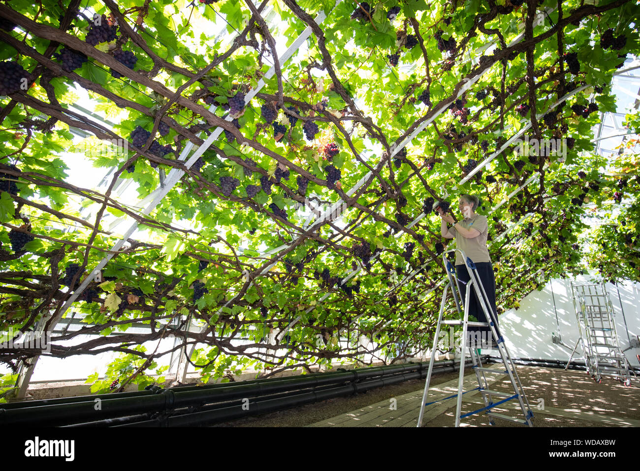 Hampton court weinrebe hampton court palace -Fotos und -Bildmaterial in ...