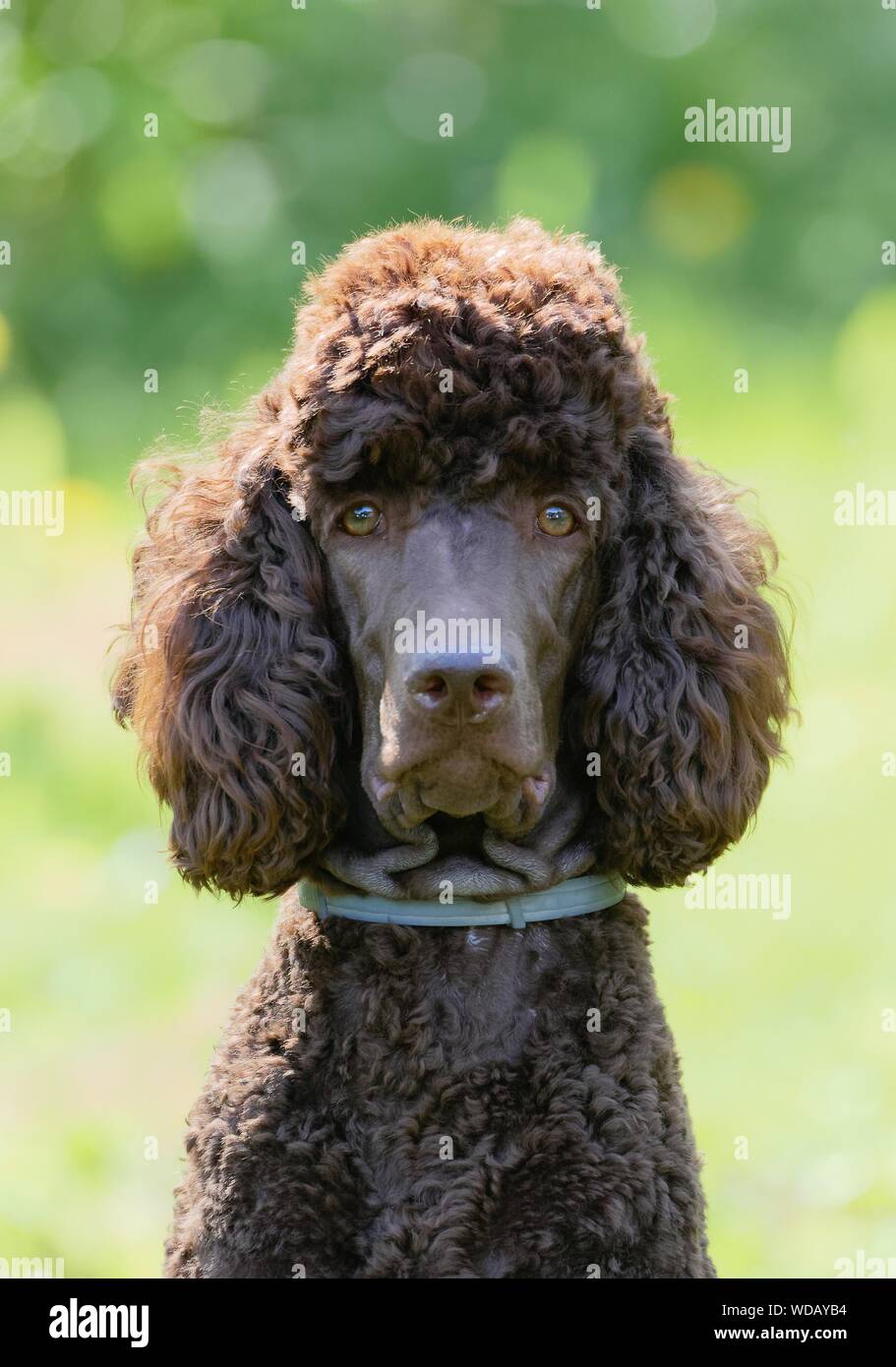 Brown Poodle Stockfotos und -bilder Kaufen - Alamy