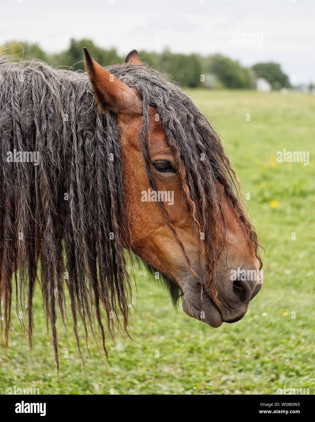 Pferd Mit Langer Mahne